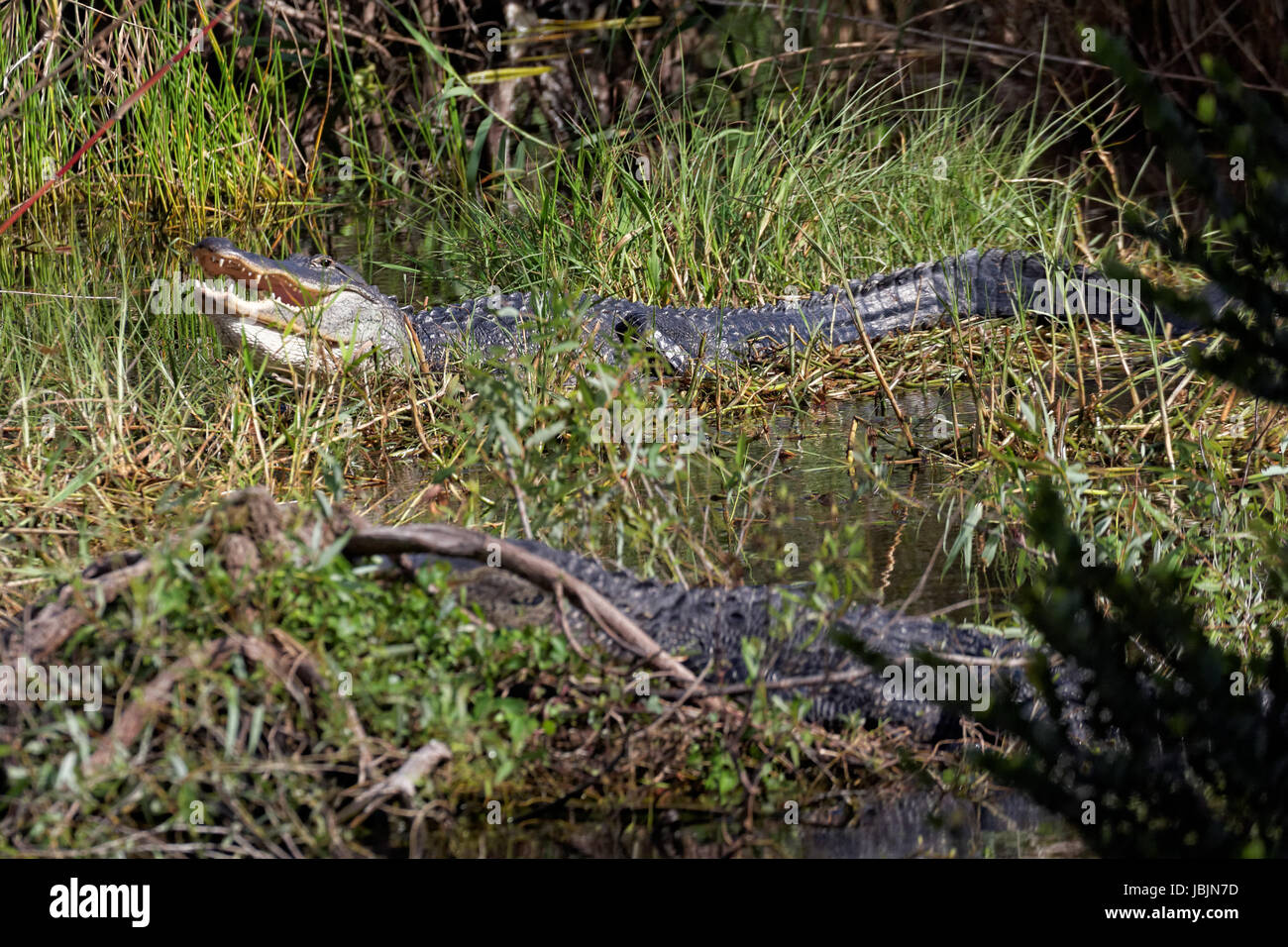 Alligator in den Everglades Stock Photo - Alamy