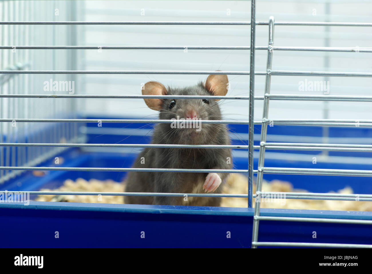 funny black rat sits in cage Stock Photo - Alamy
