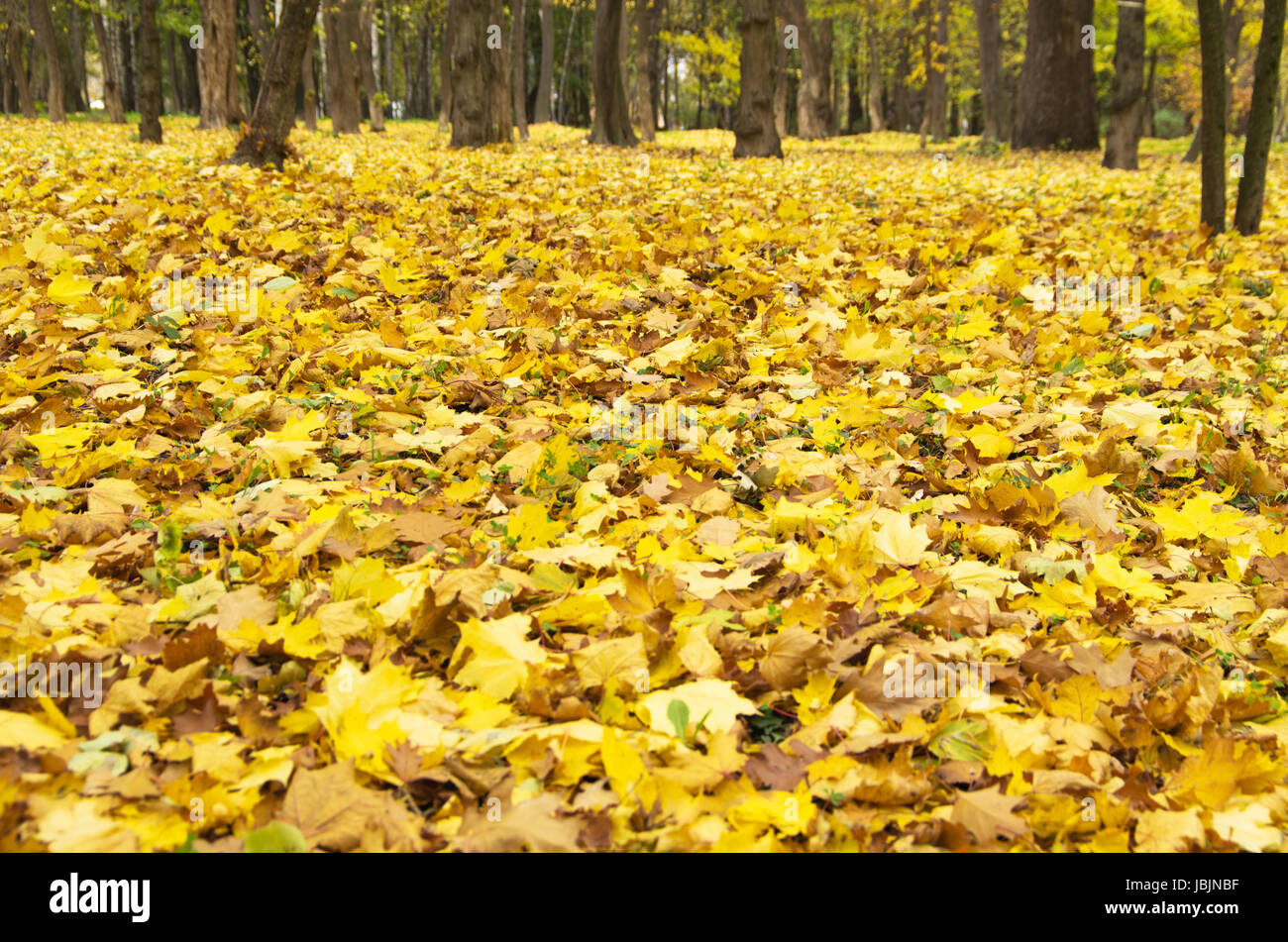 Colorful foliage in the autumn park Stock Photo - Alamy