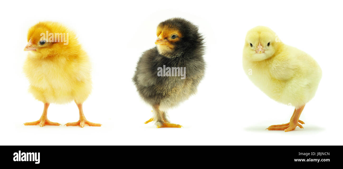 Cute little baby chicken isolated on white background Stock Photo - Alamy
