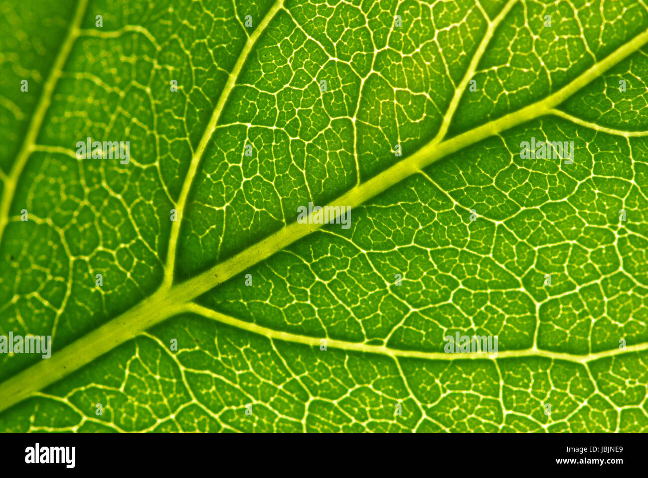 structure of leaf natural background Stock Photo - Alamy
