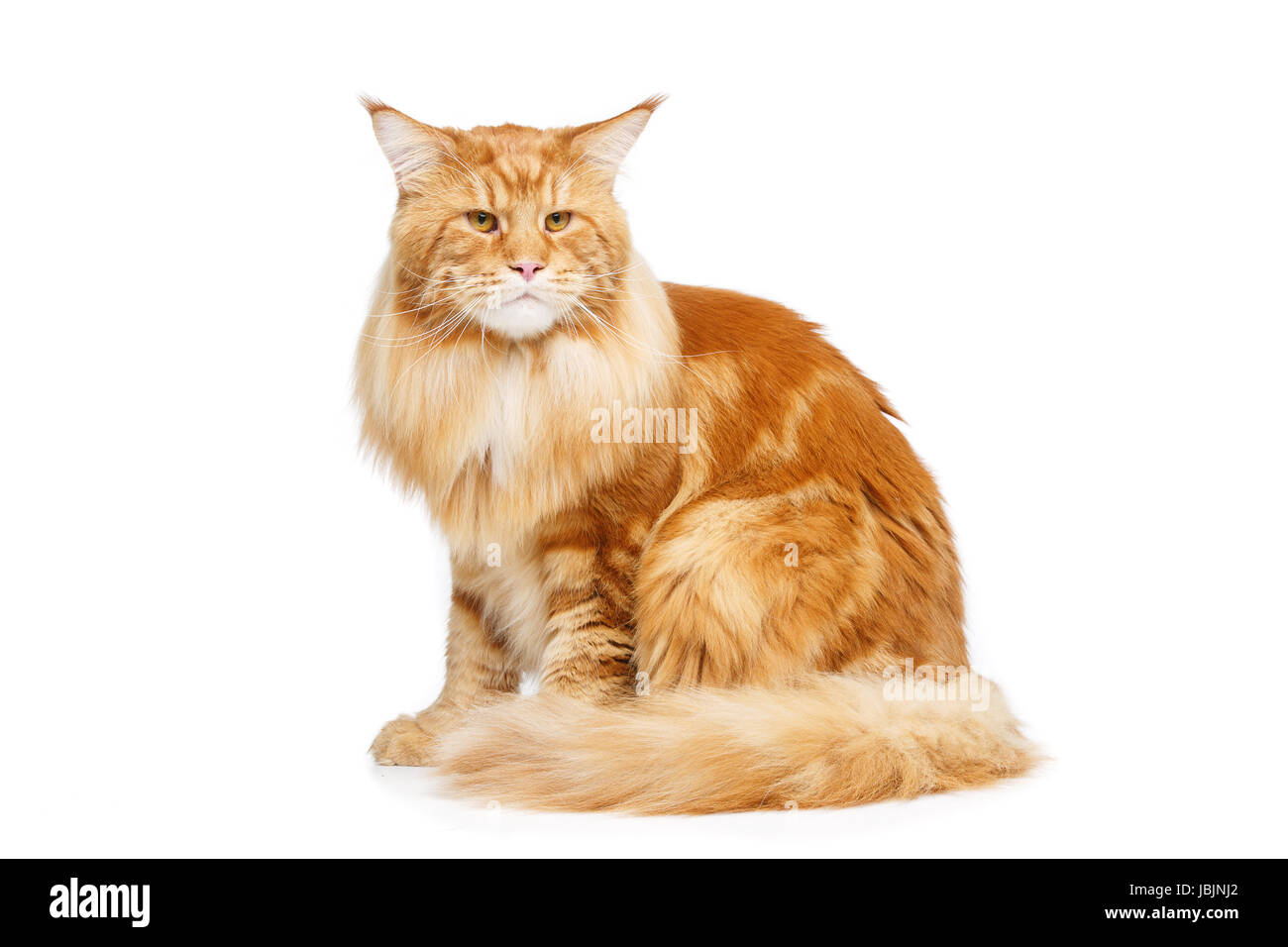 beautiful big maine coon cat isolated on white background. Copy space ...