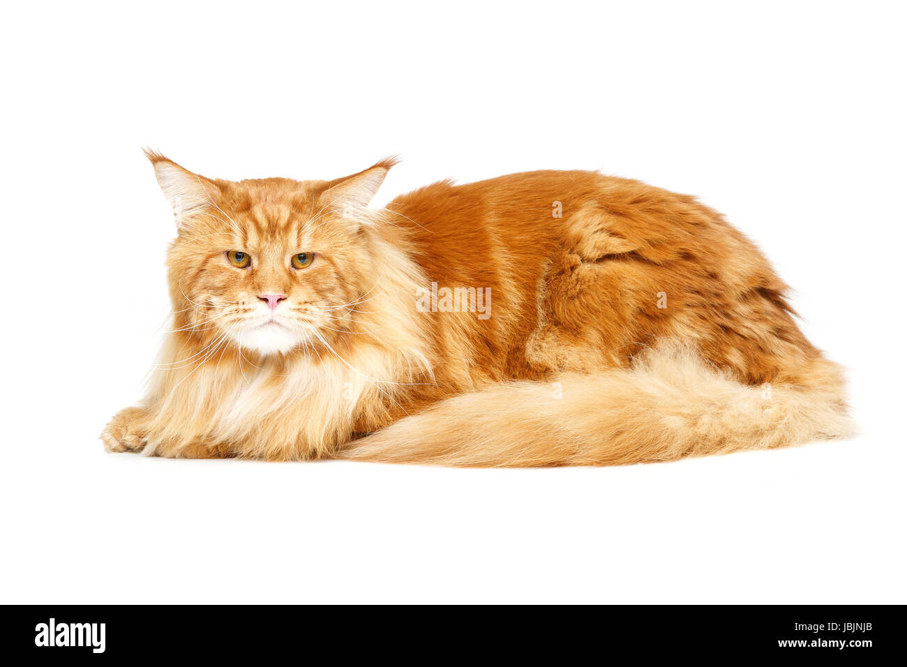 beautiful big maine coon cat isolated on white background. Copy space ...
