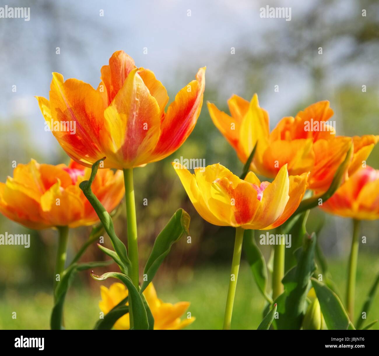 Tulpe rot gelb - tulip red yellow 04 Stock Photo - Alamy