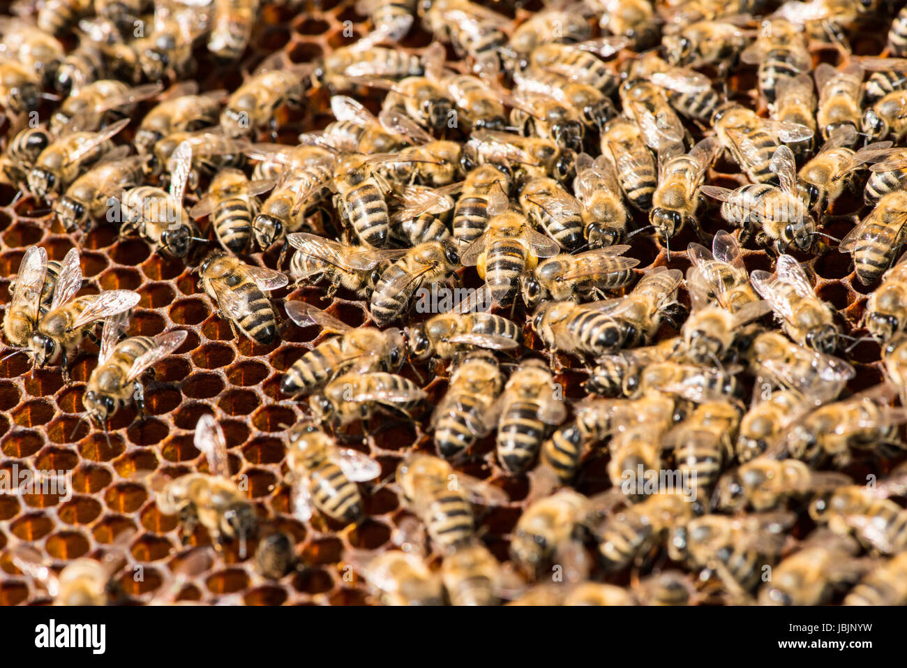 Many bees working on honeycombs hi-res stock photography and images - Alamy