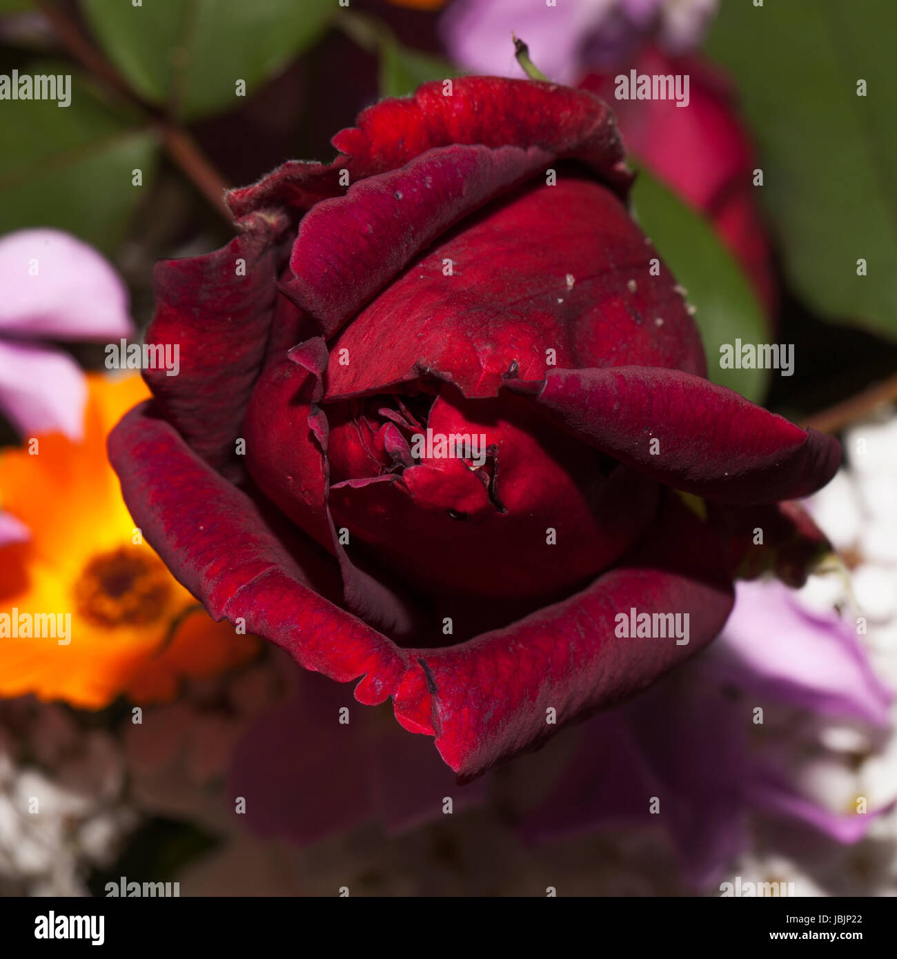 Very closed rosebud hi-res stock photography and images - Alamy
