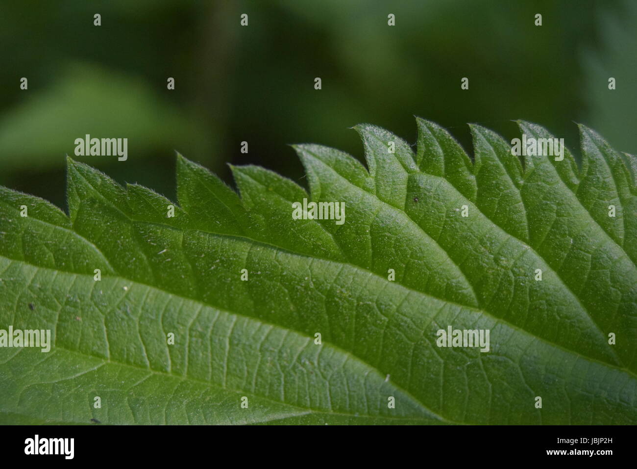 Margin pattern hi-res stock photography and images - Alamy