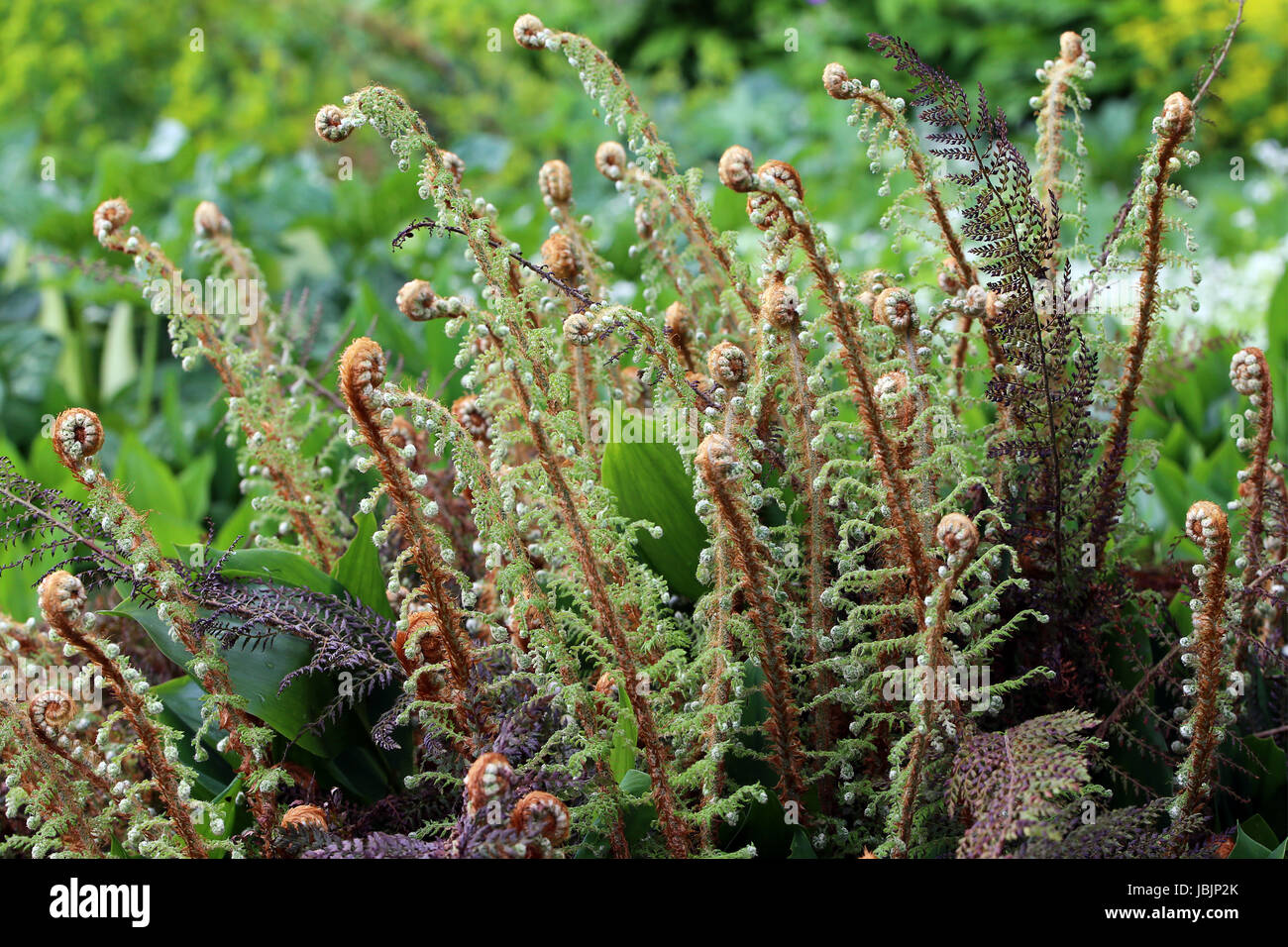 soft shield fern polystichum setiferum Stock Photo - Alamy