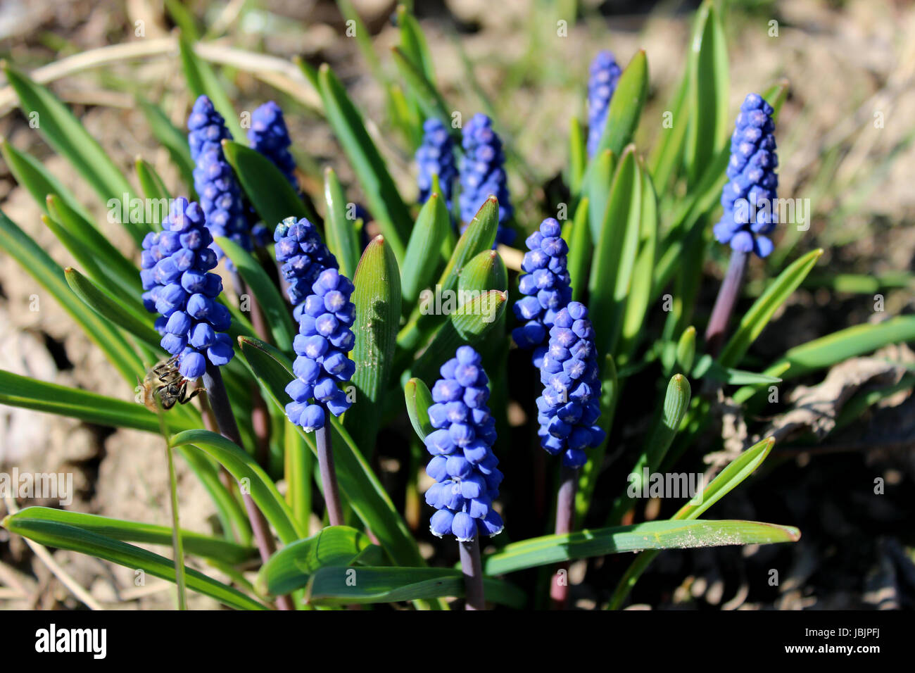 beautiful bush of blue flowers of muscari Stock Photo - Alamy