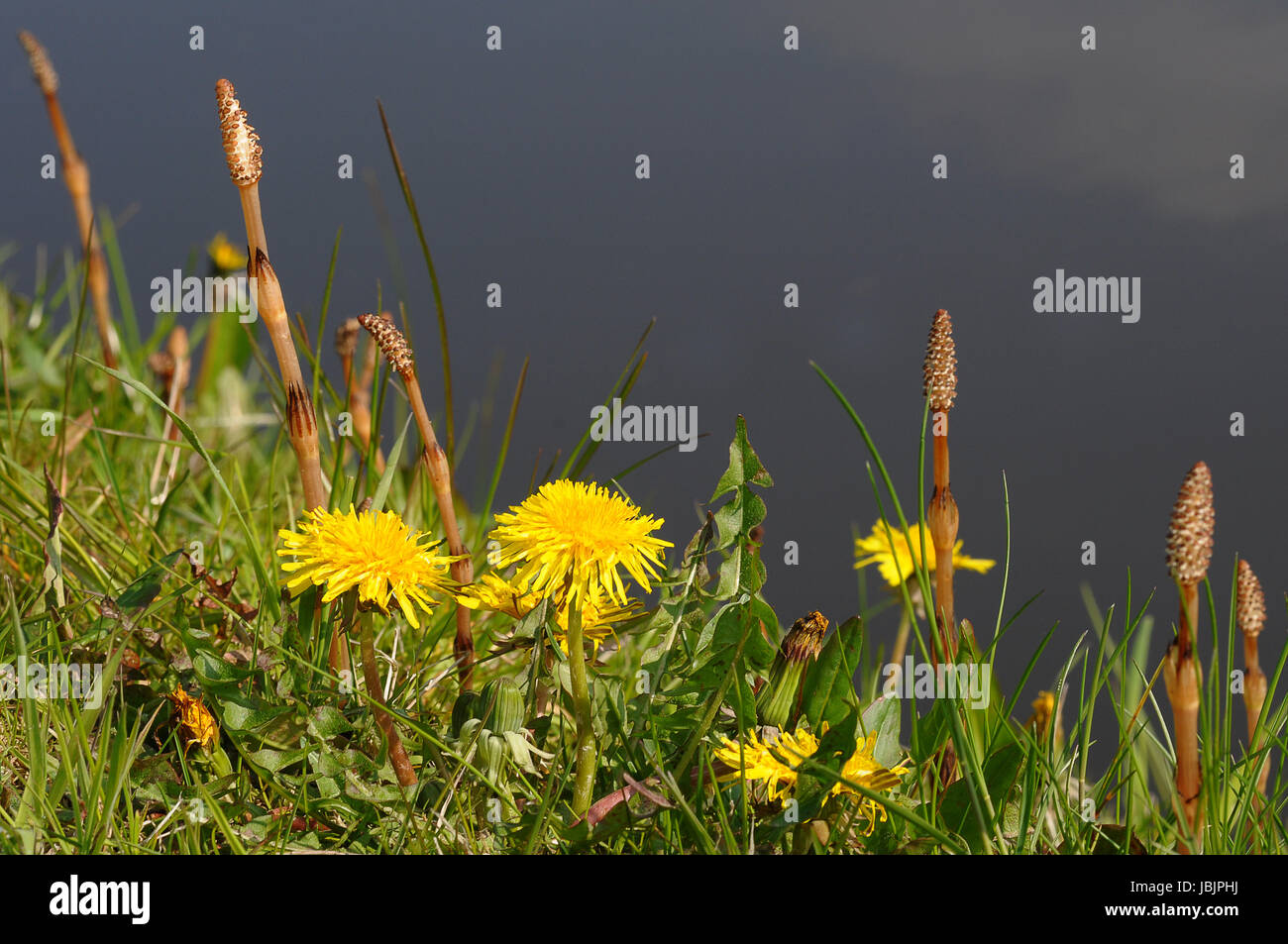 Buhen High Resolution Stock Photography and Images - Alamy