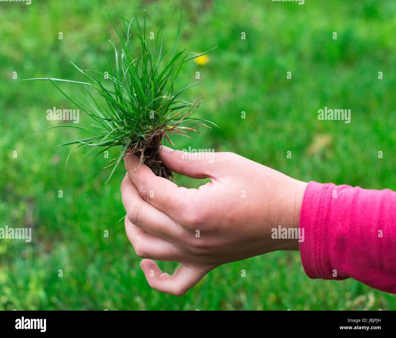 Hand holding turf grass and earth Stock Photo - Alamy