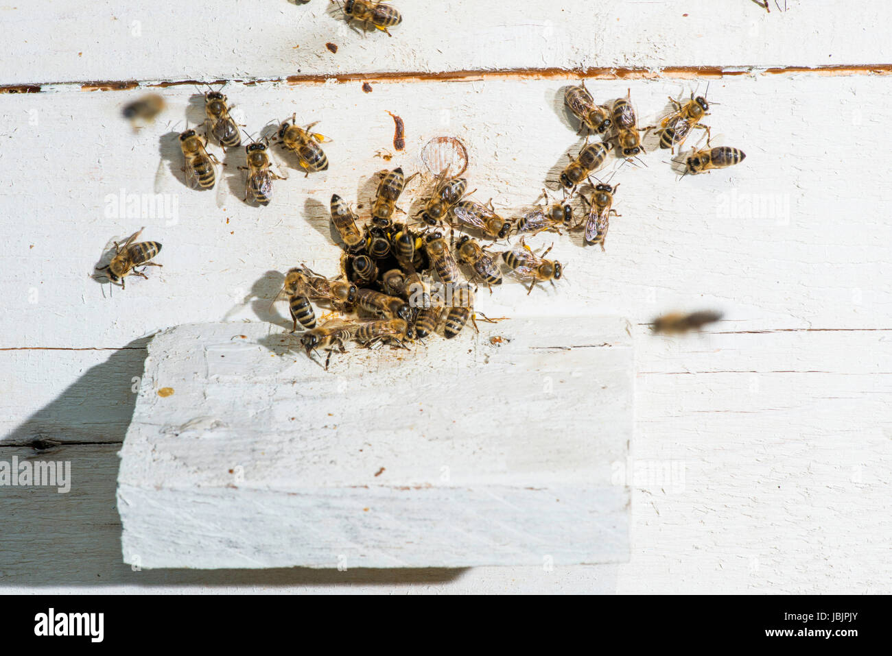 Bees entering the hive. White beehive Stock Photo - Alamy