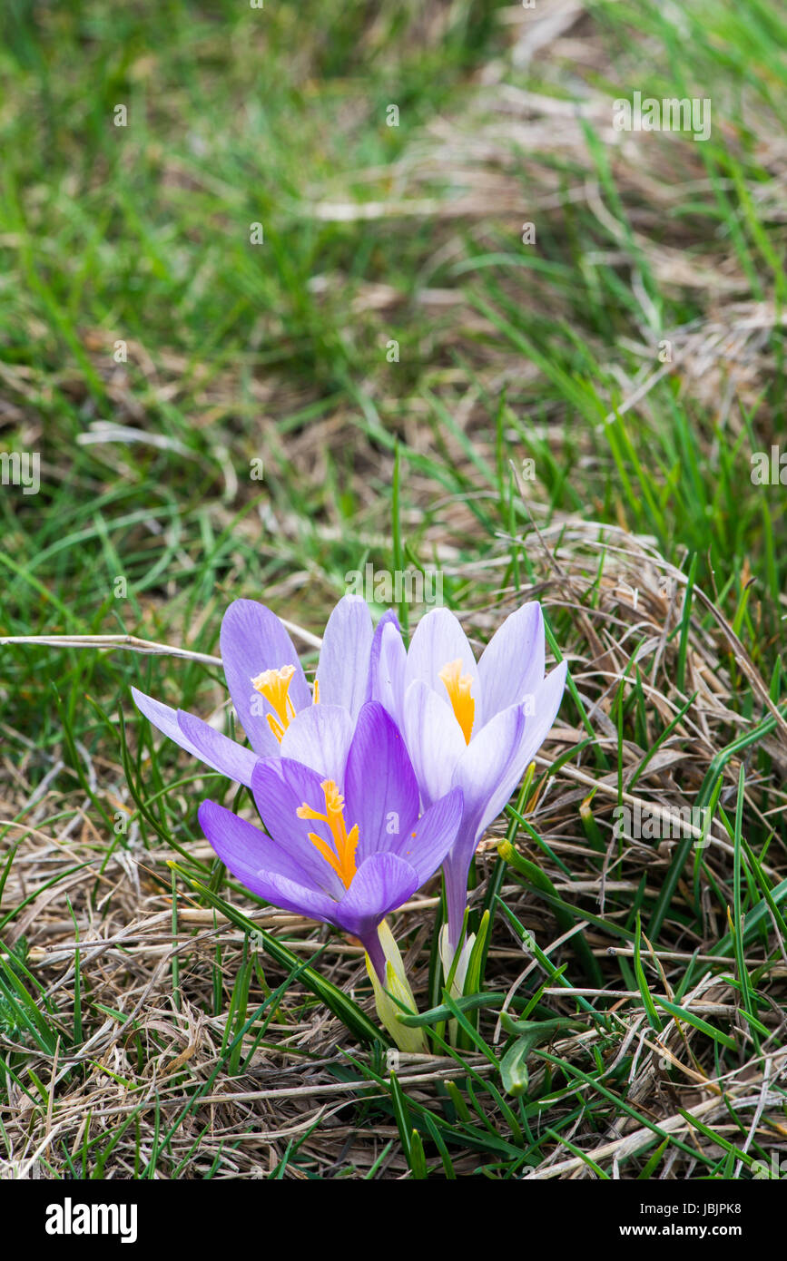 Close up blue crocus on sun light. Violet colours Stock Photo - Alamy