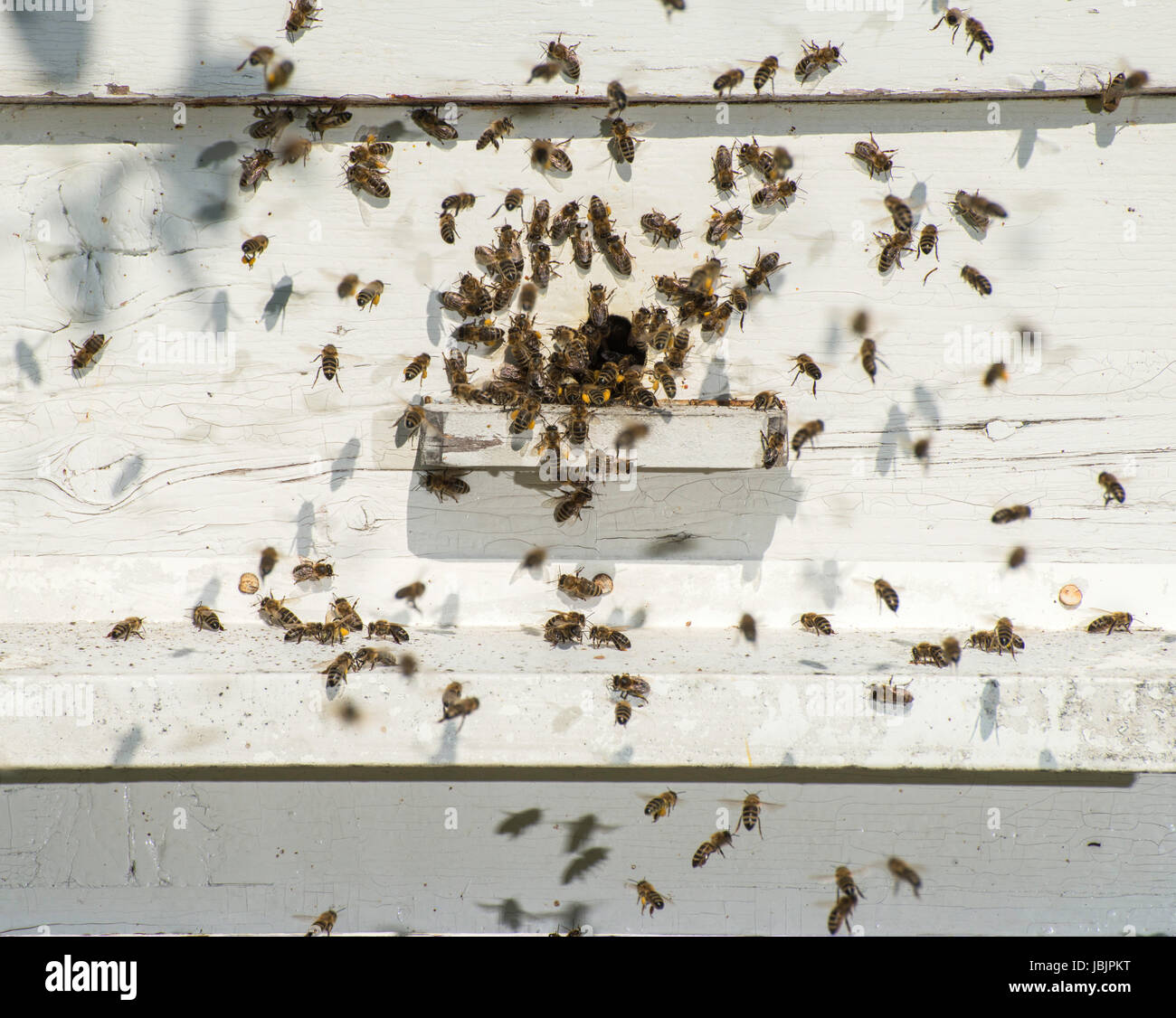 Bees entering the hive. White beehive Stock Photo - Alamy