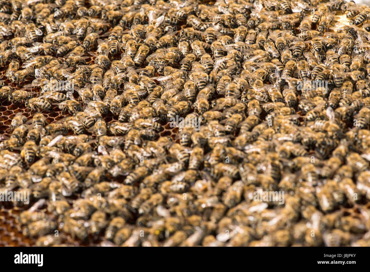 Many bees working on honeycombs hi-res stock photography and images - Alamy