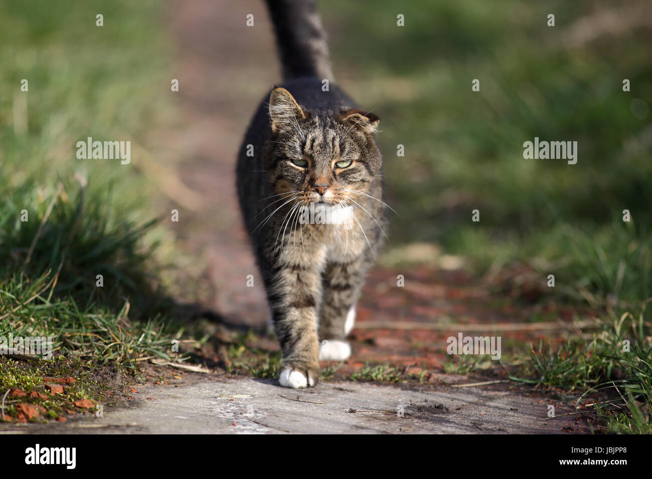 Jagdtrieb hi-res stock photography and images - Alamy