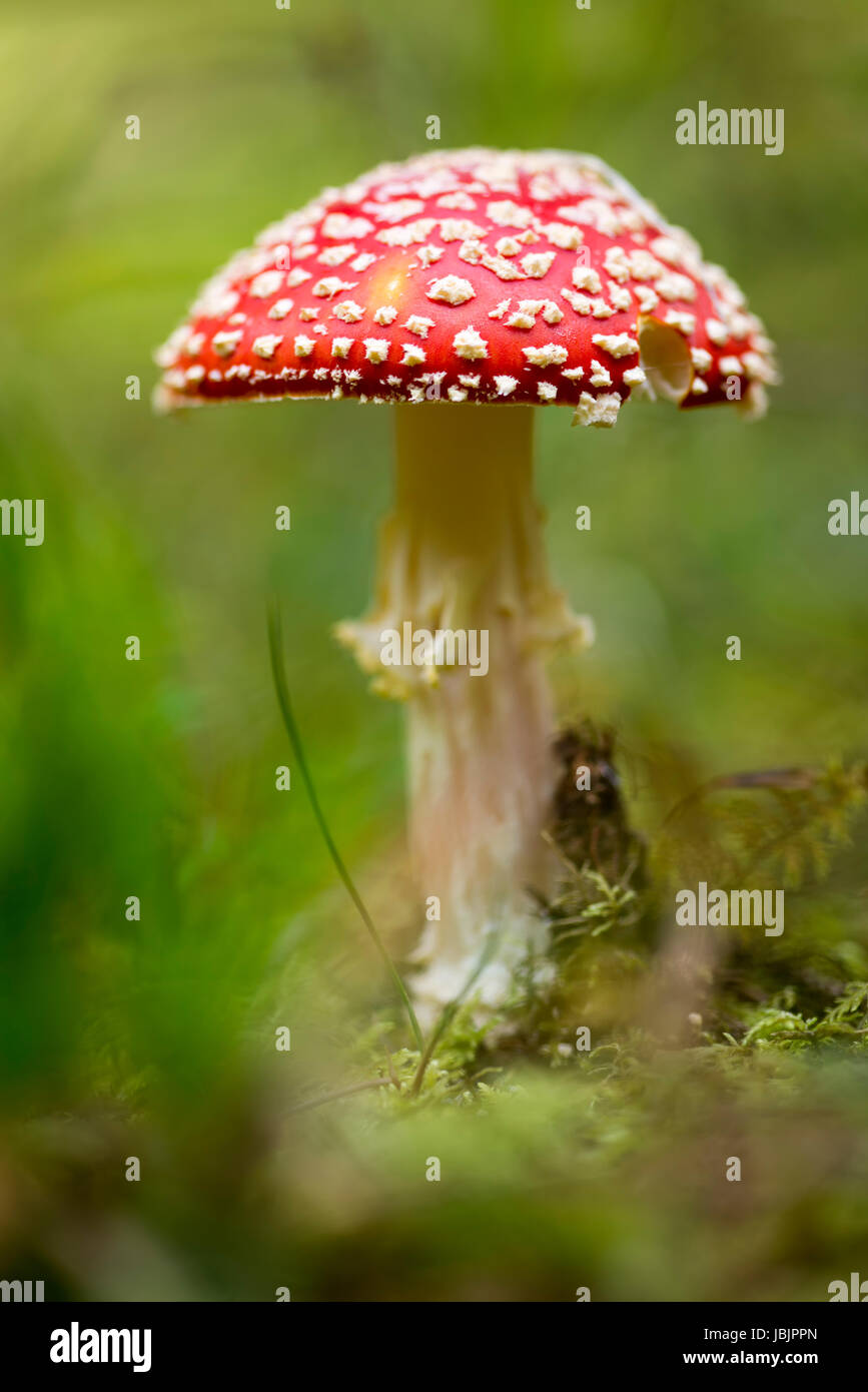 Mykologisch hi-res stock photography and images - Alamy