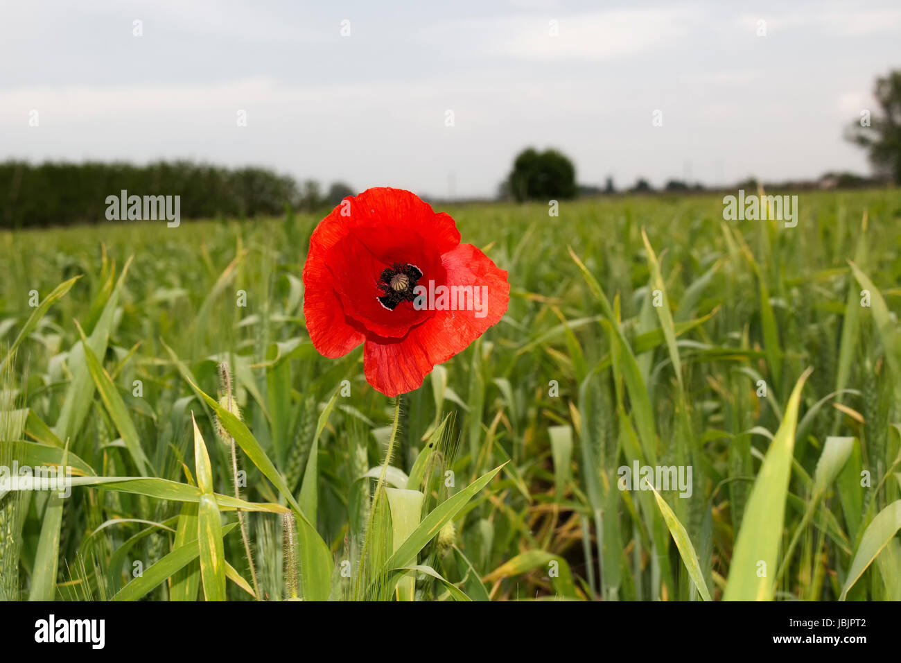Lone Red poppy on dramatic green weeds field Stock Photo - Alamy
