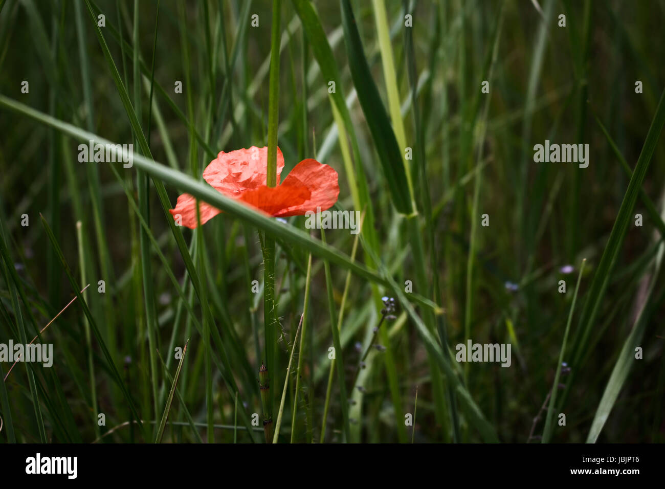 Lone Red poppy on green weeds field Stock Photo - Alamy