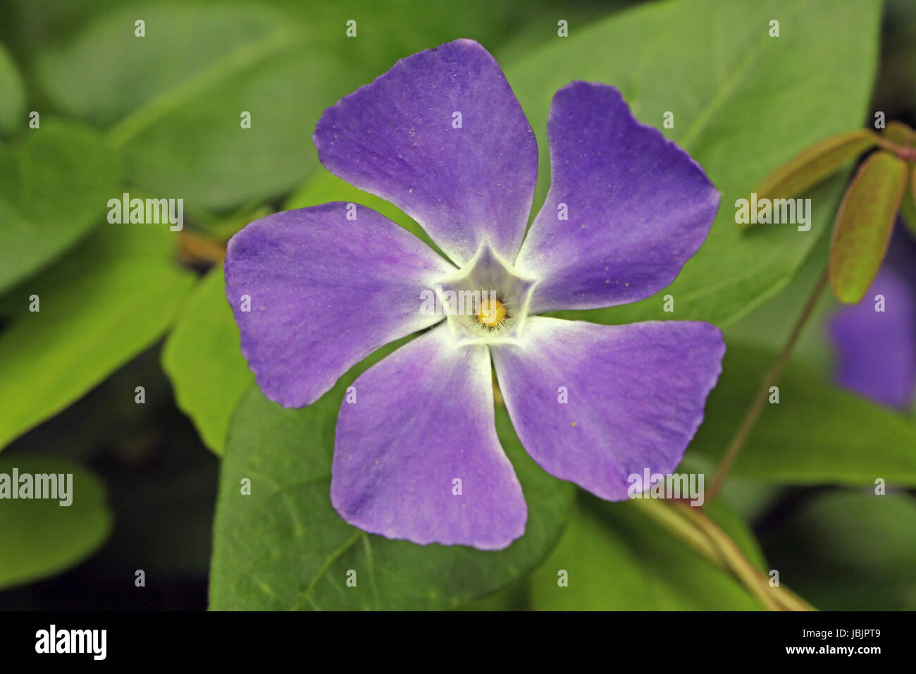 greater periwinkle vinca major Stock Photo - Alamy