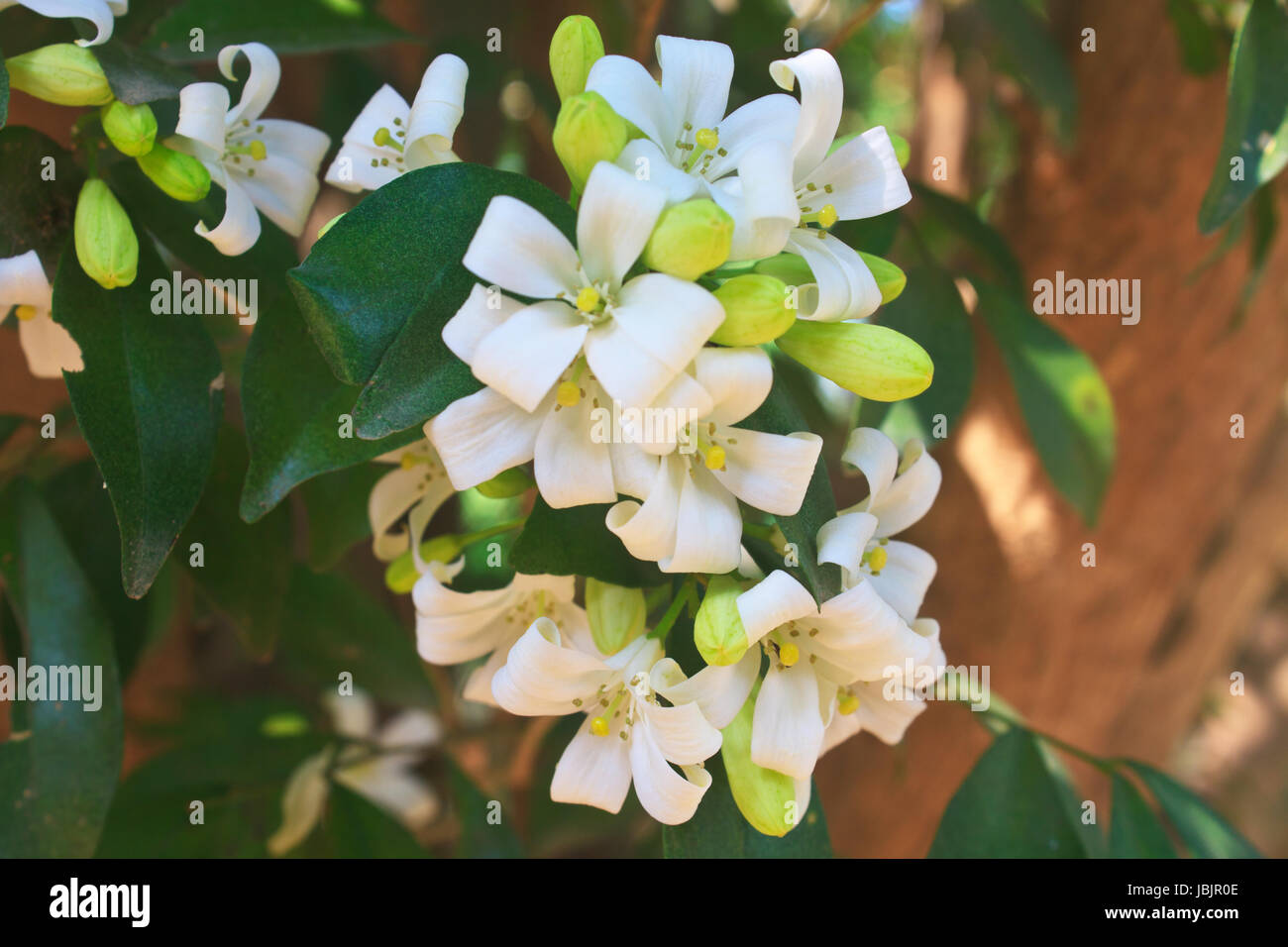 Lovethai hi-res stock photography and images - Alamy