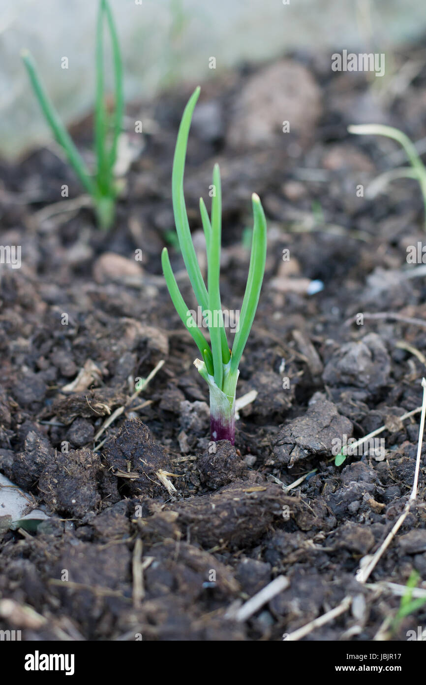 Spring onions growing in the soil Stock Photo - Alamy