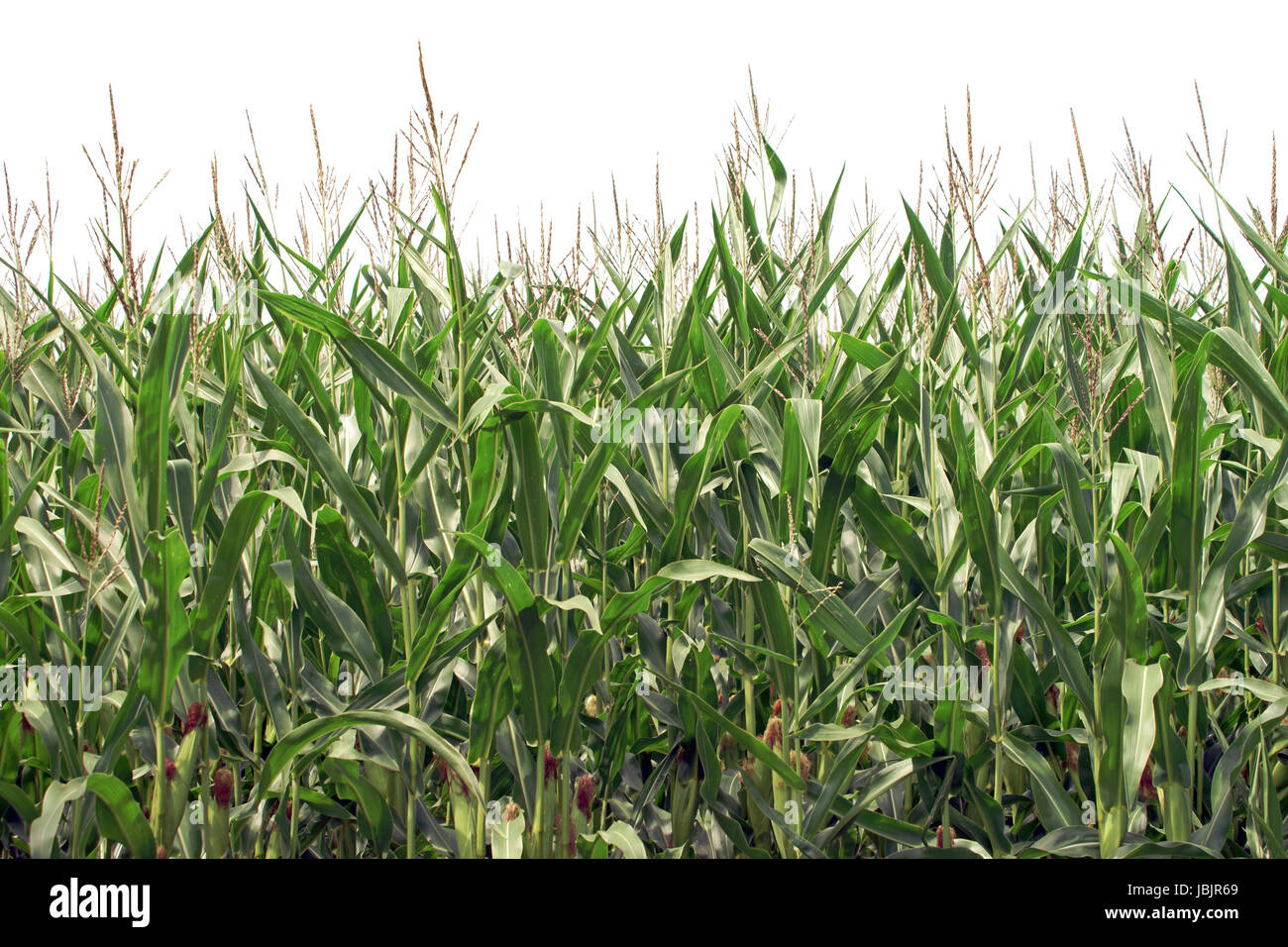 Basic forage hi-res stock photography and images - Alamy