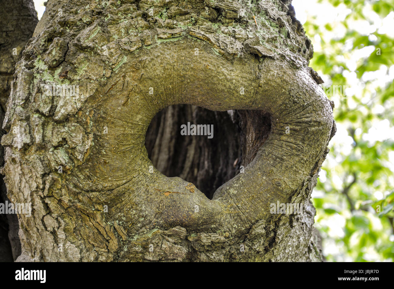 Heart shape in a tree bark Stock Photo - Alamy