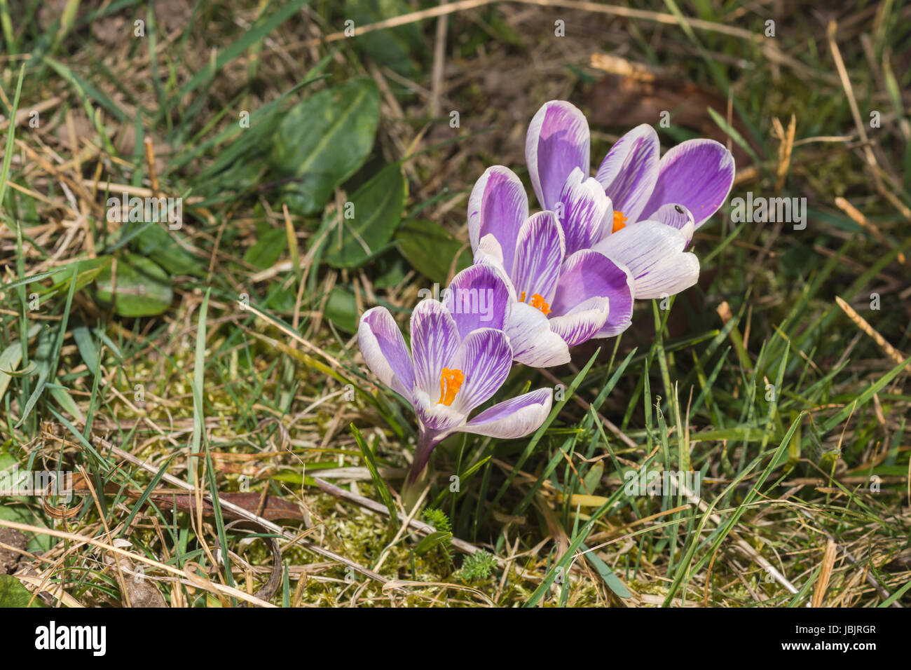 Crocus vernus queen of the blues hi-res stock photography and images ...