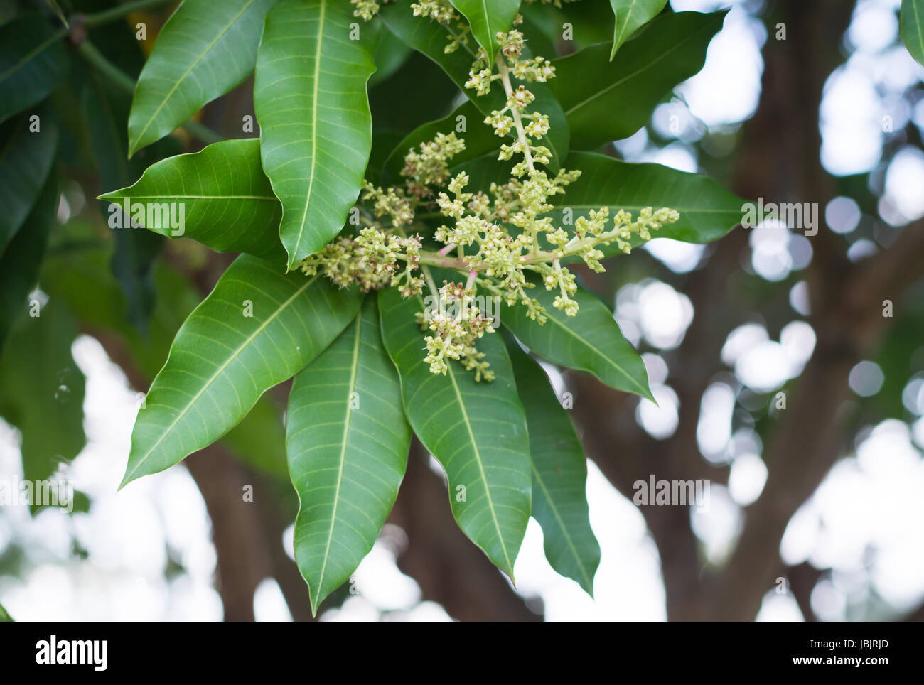 Mango Flower Parts