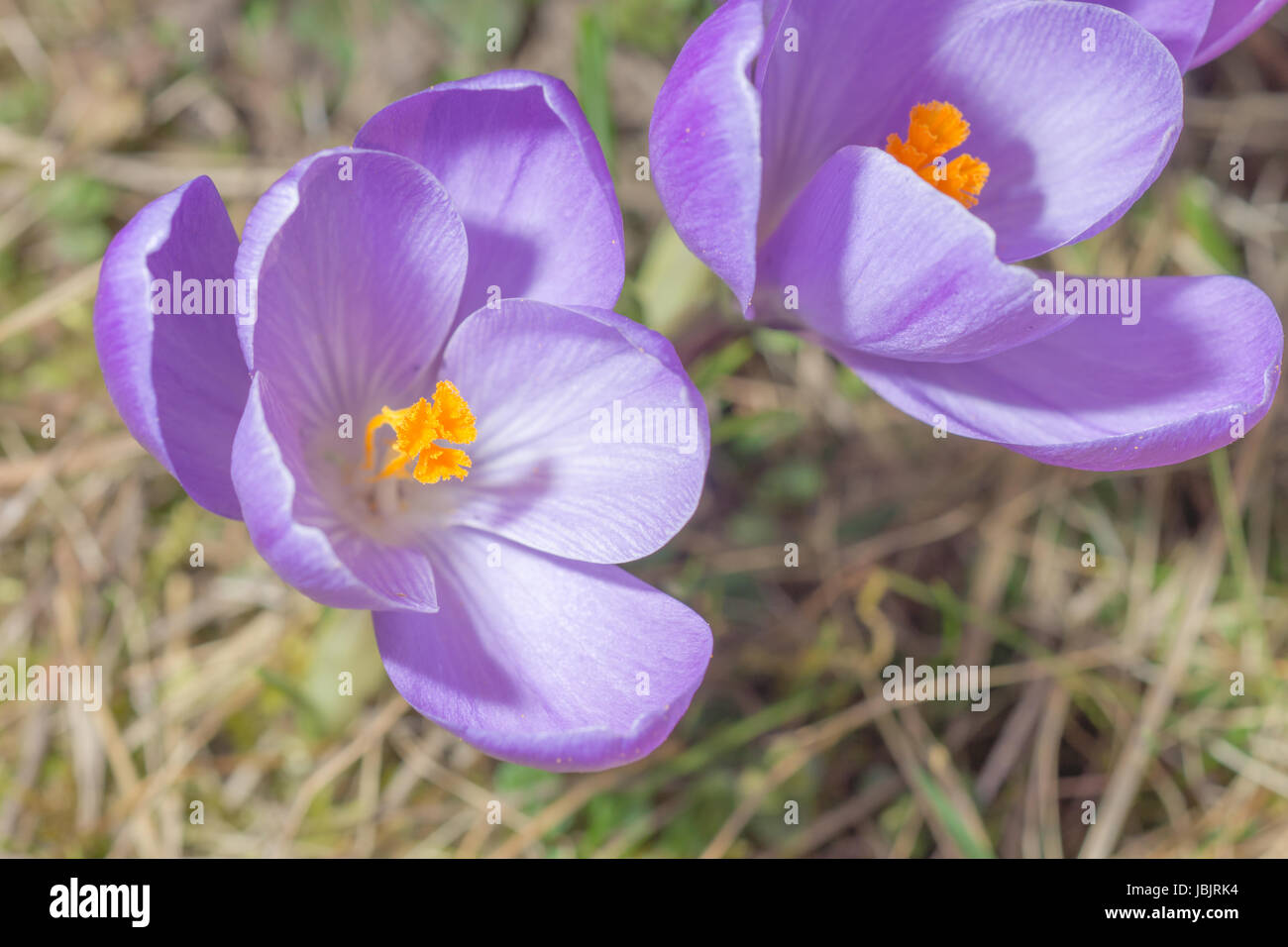 Crocus 'Queen of the blues' spring flowers Stock Photo - Alamy