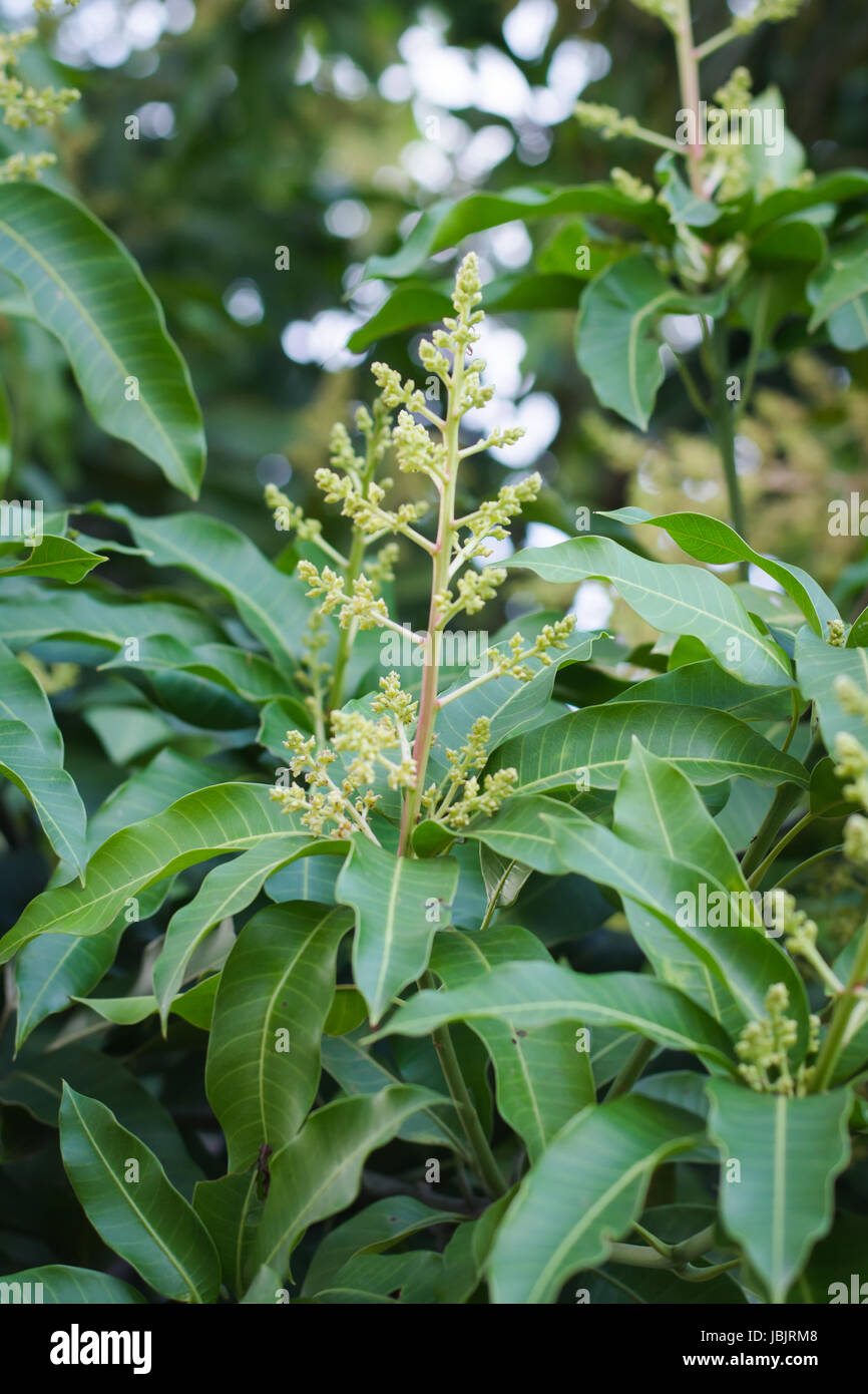 Yellow mango tree hi-res stock photography and images - Alamy
