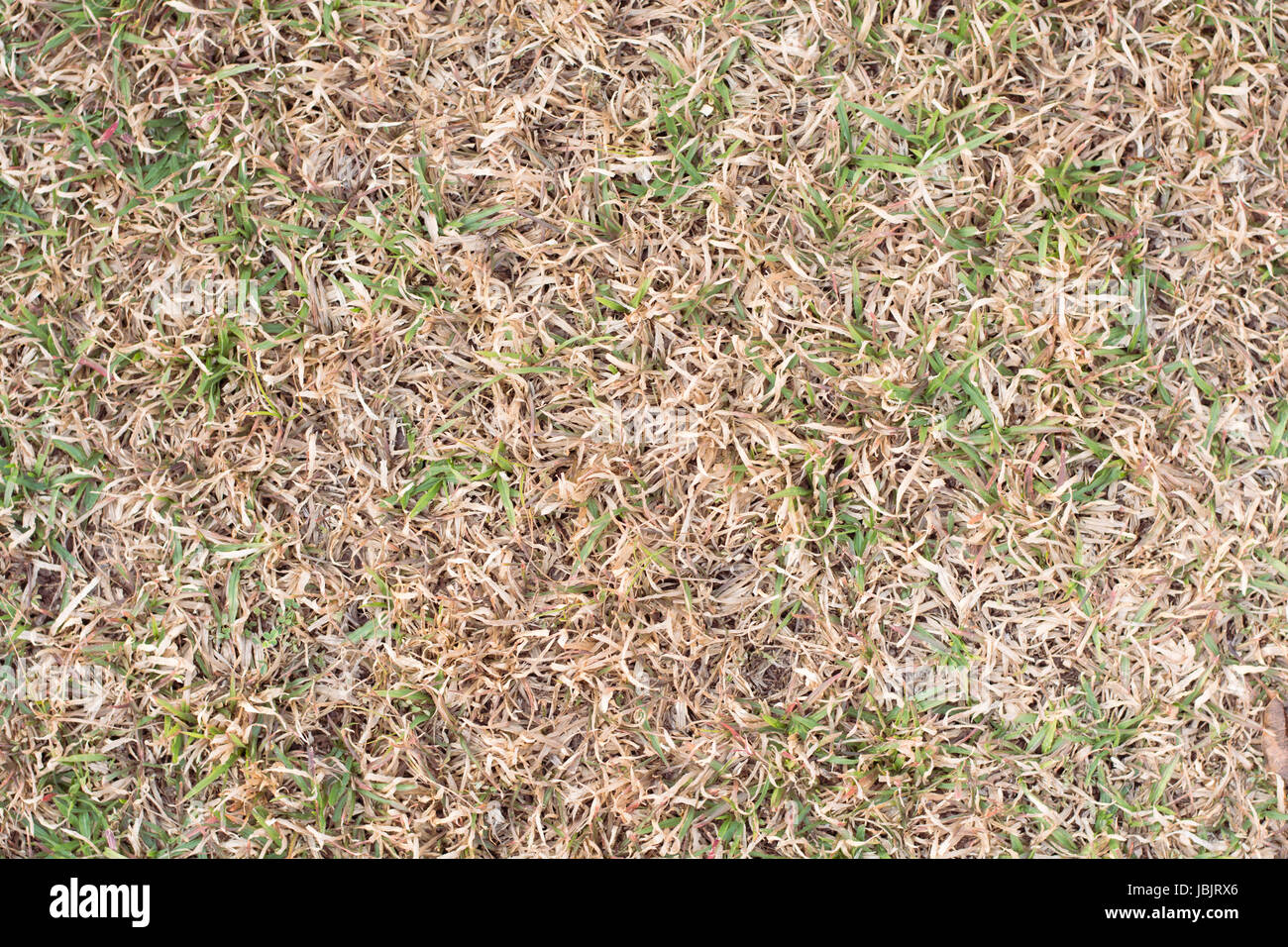 Dry grass as background Stock Photo - Alamy