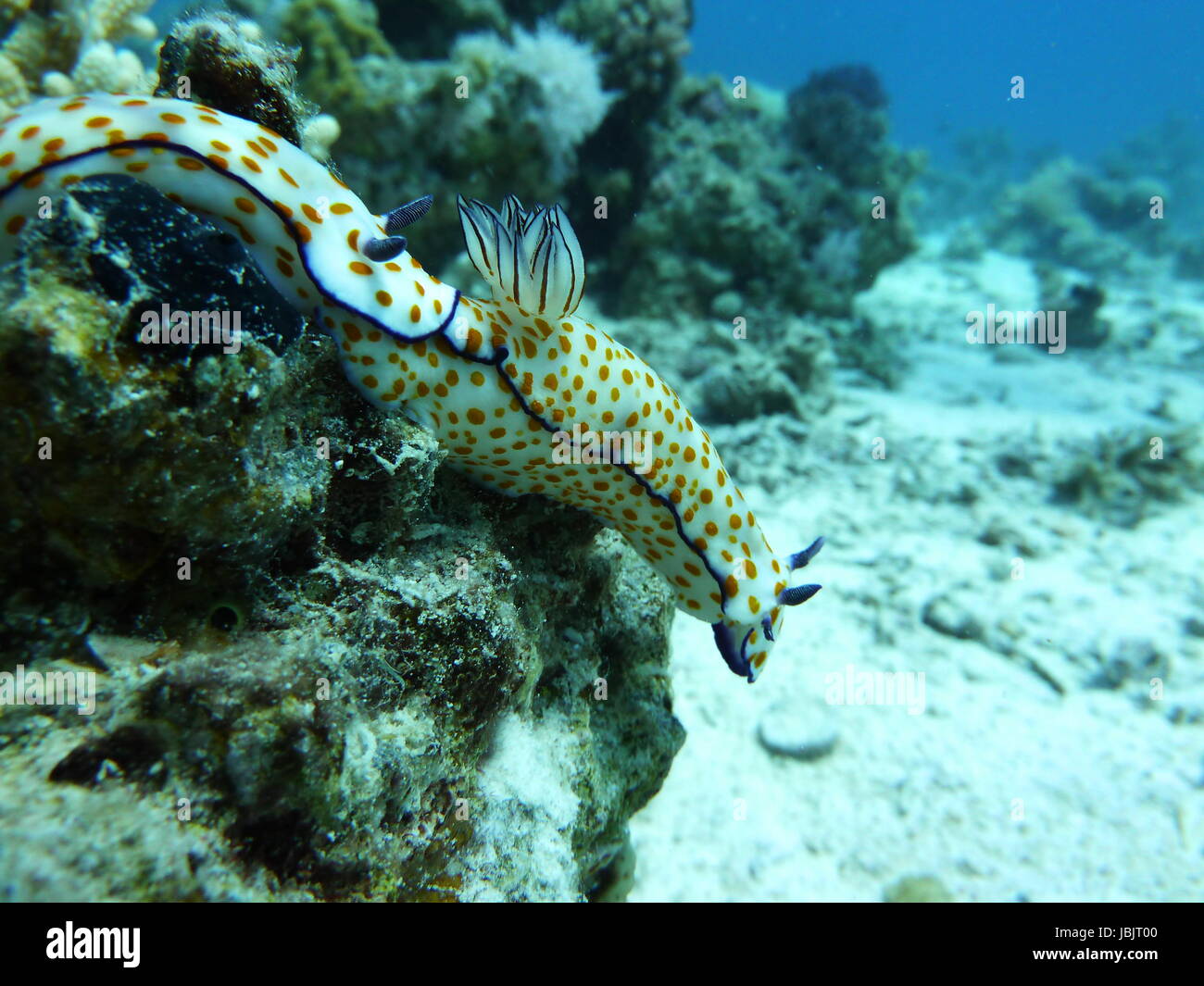 Snails mate hi-res stock photography and images - Alamy