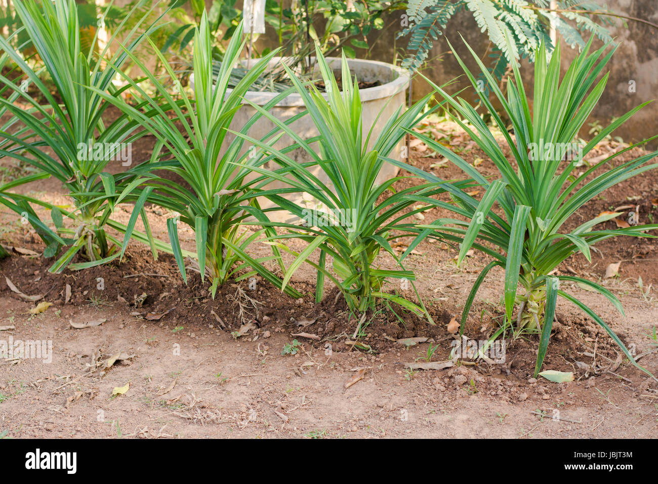 Green Pandan Leaves , Thai Herb Stock Photo - Alamy