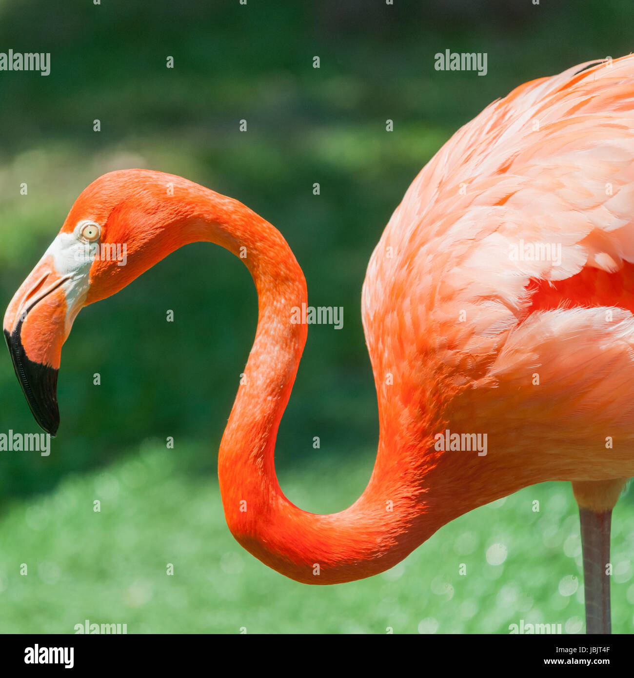 Garzie hi-res stock photography and images - Alamy