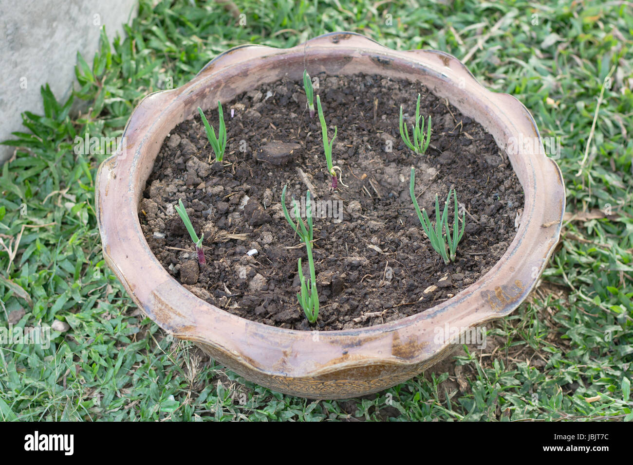Spring onions growing in the soil Stock Photo - Alamy