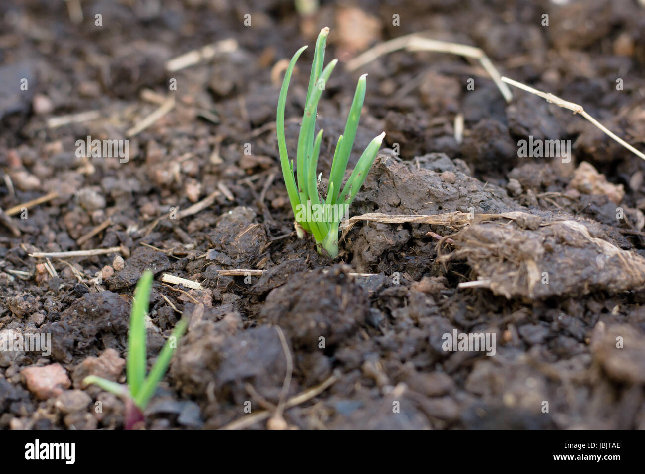 Spring onions growing in the soil Stock Photo - Alamy