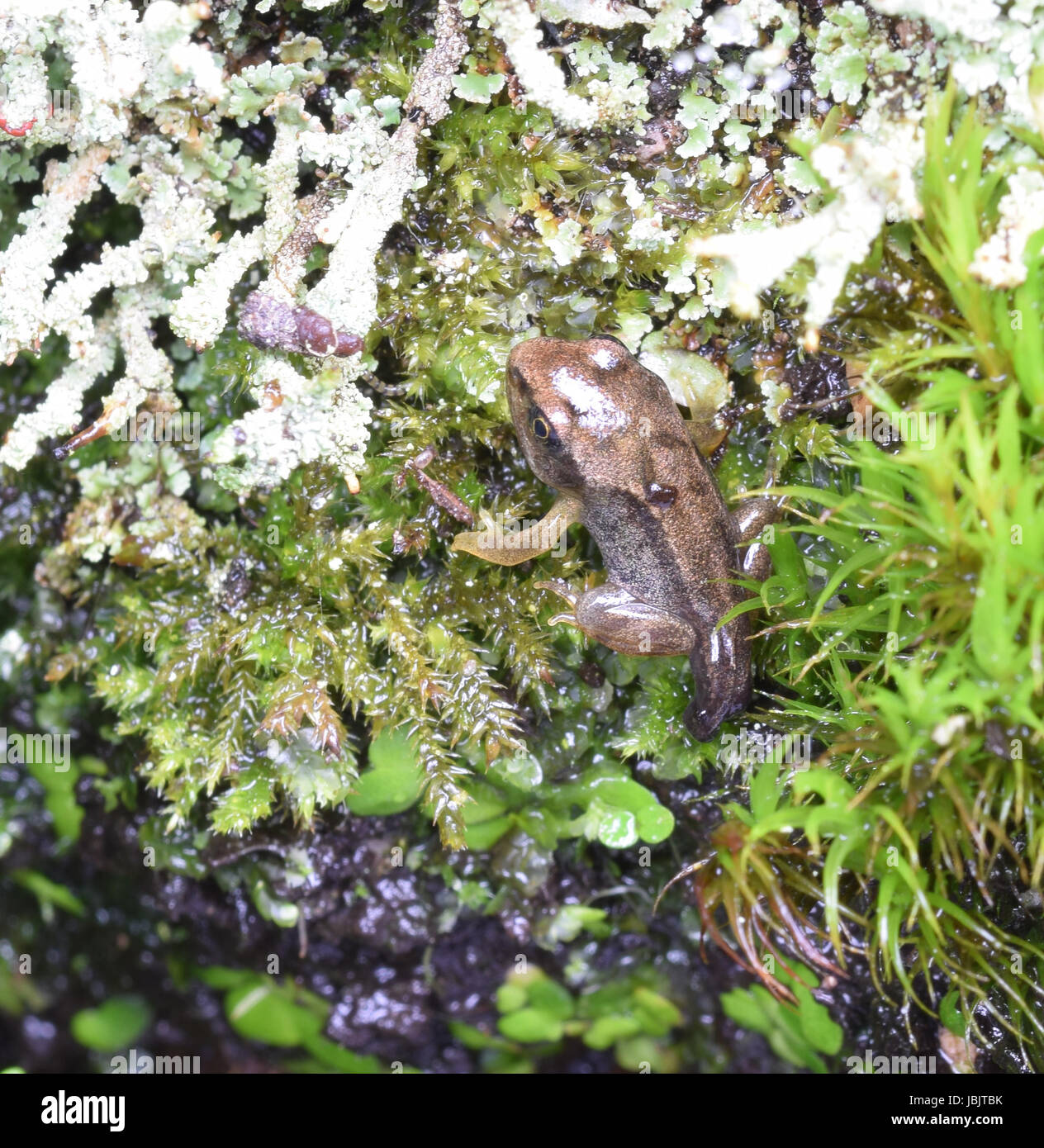 Froglet emerging from a pond Stock Photo - Alamy
