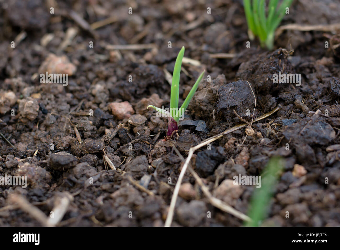 Spring onion in soil hi-res stock photography and images - Alamy