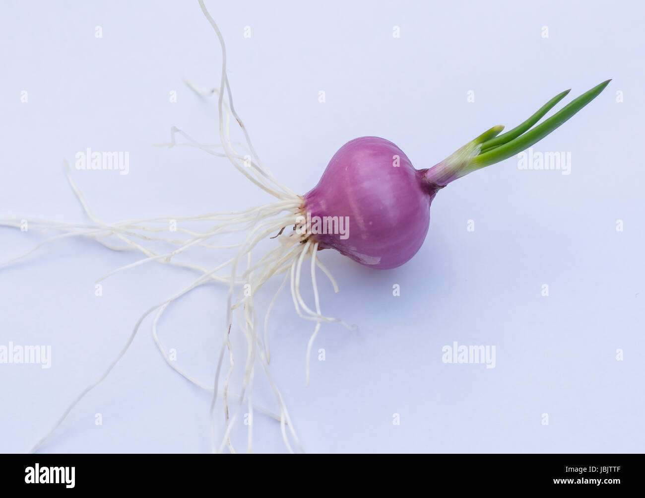 Spring onions growing in the soil on white Stock Photo - Alamy