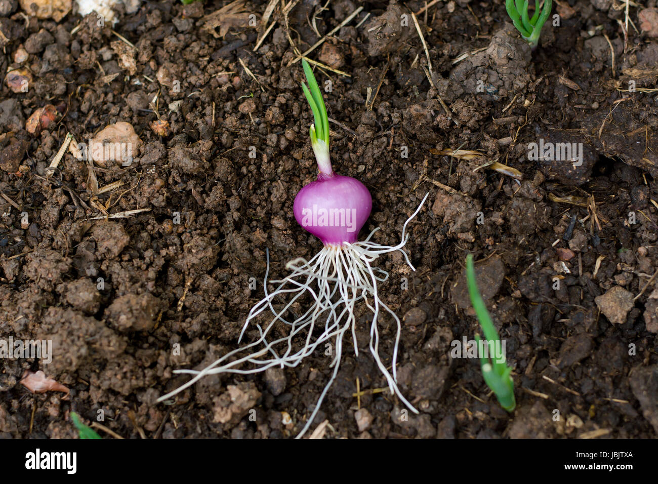 Spring onions growing in the soil Stock Photo - Alamy