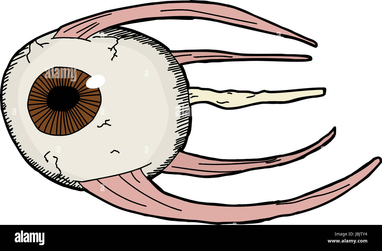 Human eye muscles hi-res stock photography and images - Alamy