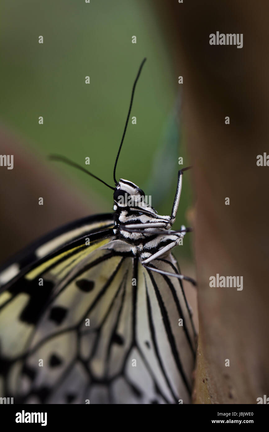 A close up of a tree nymph butterfly Nymphalidae Stock Photo - Alamy