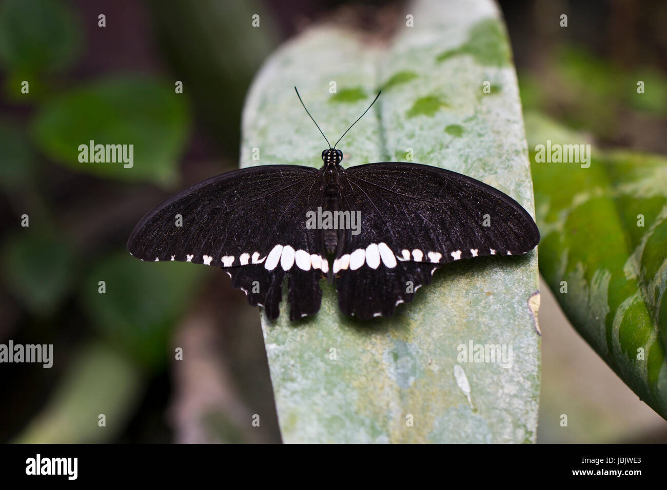 An Asian black and white Mormon butterfly (Papilio polytes Stock Photo ...