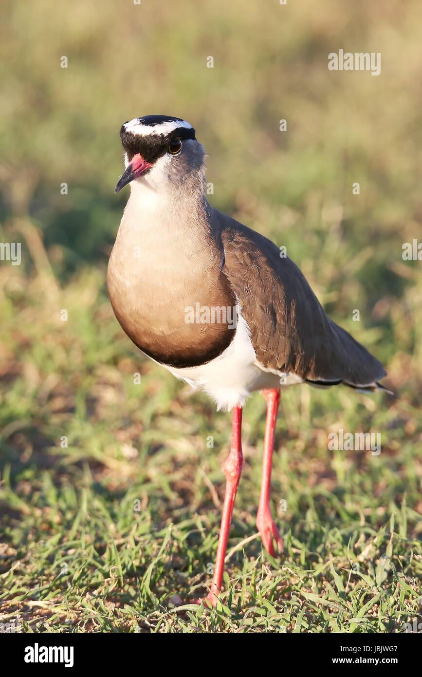 Beautiful crowned plover bird with orange legs Stock Photo - Alamy
