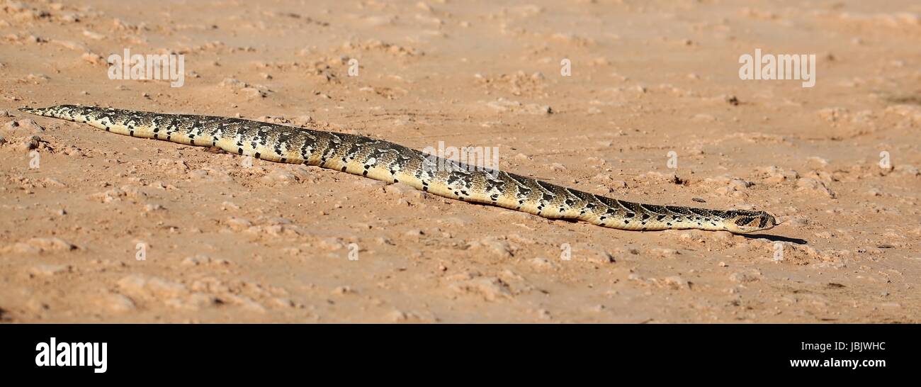 Striking puffadder snake slithering across the ground Stock Photo - Alamy