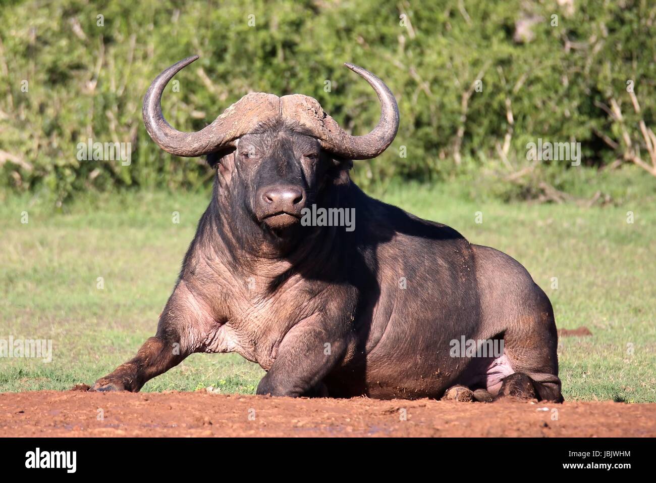 Huge African Buffalo getting up with leg outstretched Stock Photo - Alamy