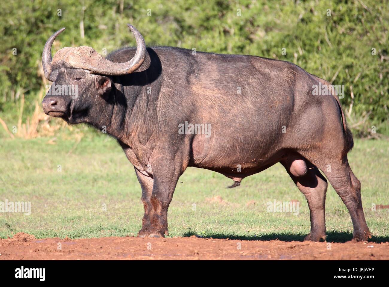 Huge African Buffalo with long curved horns and muscular body Stock ...