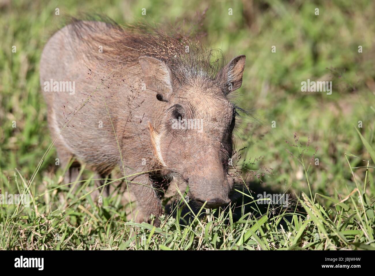 Baby Warthog Cute
